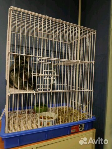 Отдам в хорошие руки 2-х шиншил