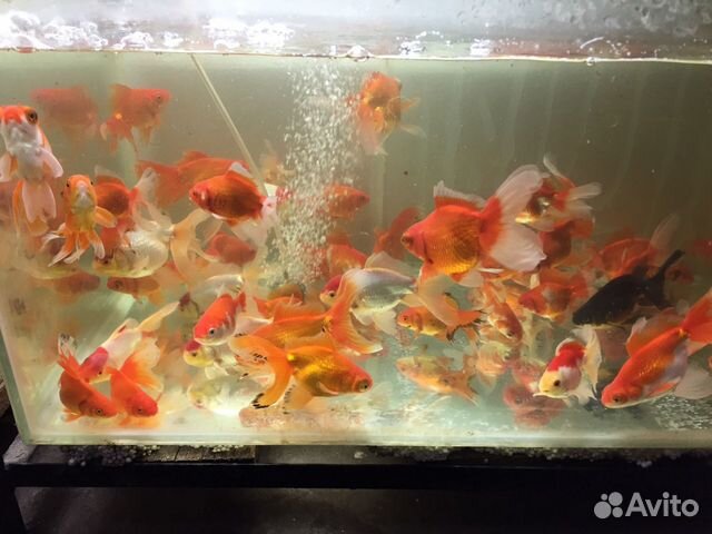 Рыбки оптом