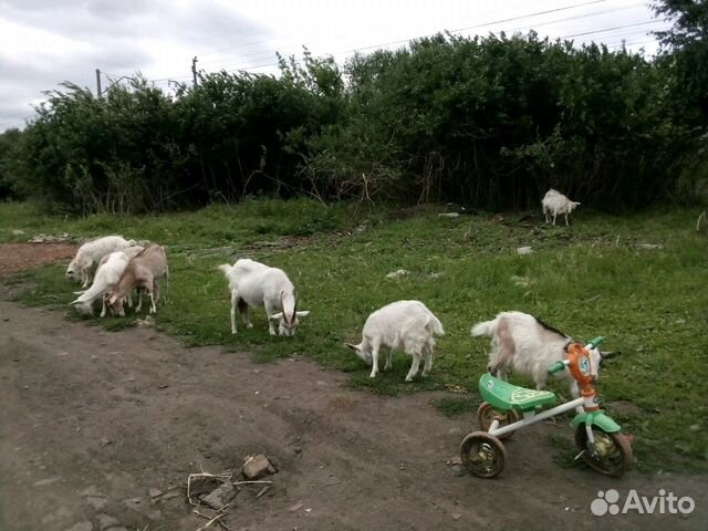 Козы и козлы