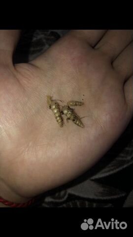 Продам: улиток субулины октона