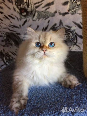 BLH NY 11 33 девочка 3,5 мес