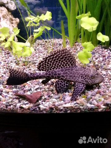 Птеригоплихт парчовый (Pterygoplichthys gibbiceps)