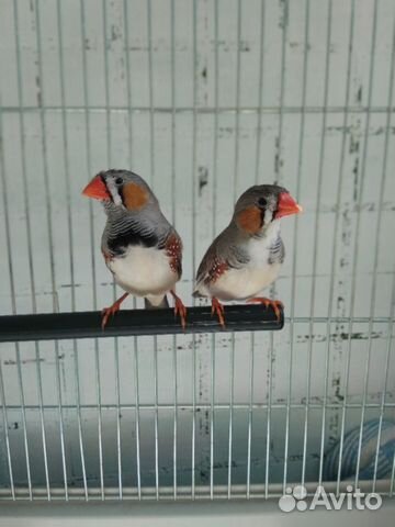 Самцы зебровая амадина молодежь