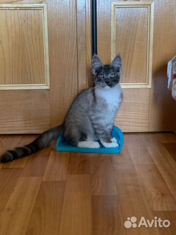 Продаю котят в качестве домашних любимцев