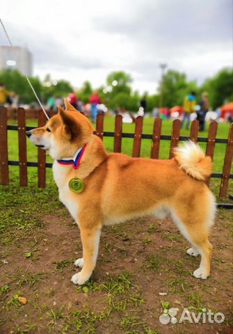 Кобель сиба ину для вязки