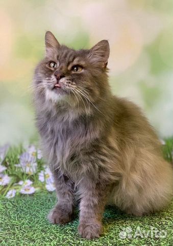 Котодети из приюта ищут своих родителей