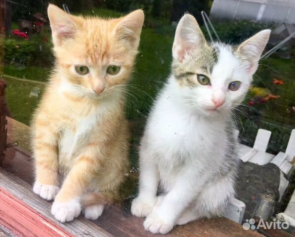 Красивые котята