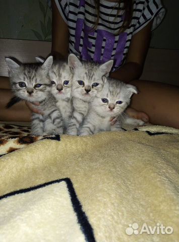 Красавцы шотландцы