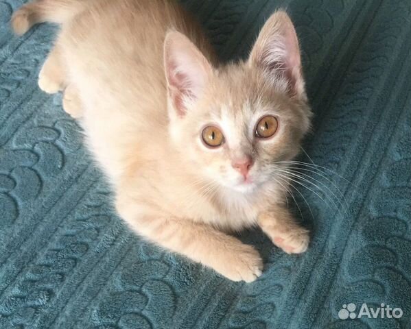 Котенок-персик, мальчик