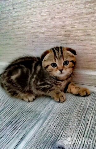 Шотландские котята