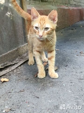 Котенок