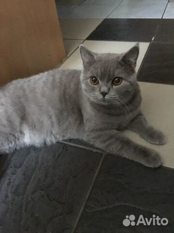 Отдам кота