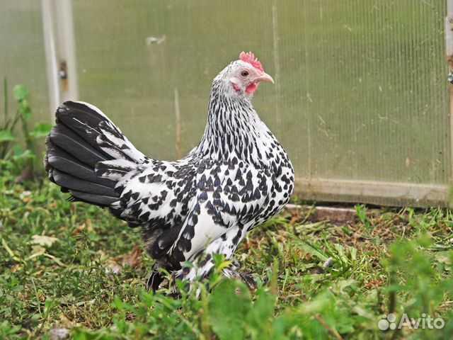 Мильфлёр, серебристый фарфор (яйцо)