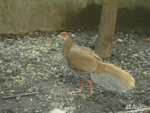 Самки серебряного фазана