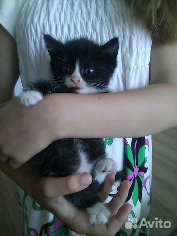 Котенок 1мес