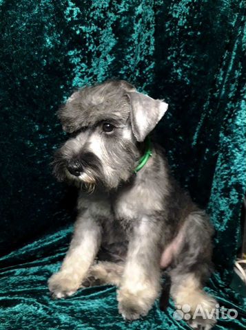Цвергшнауцер перец с солью, сука