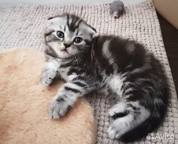 Шотландский вислоухий мальчик