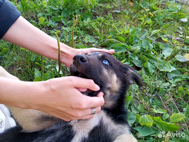 Щенки помесь с хаски4 месяца