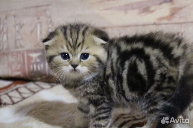 Котенок британский Фолд от Симбы