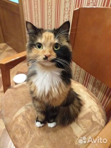 Малышка Анфиса ищет новый дом