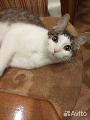Котик Афоня ищет дом
