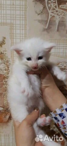 Котята Мейн-куны