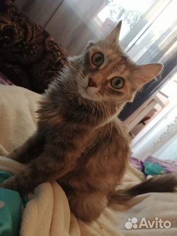 Котик ищет дом