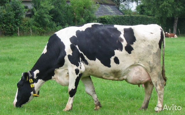 Годовалые телки 20 т, Коровы 45т