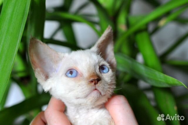 Небесный ангел Ванила