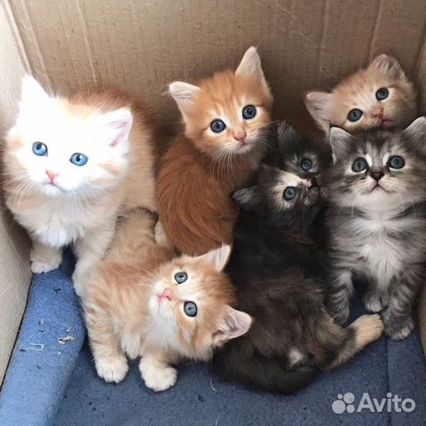 Сибирская драгоценная