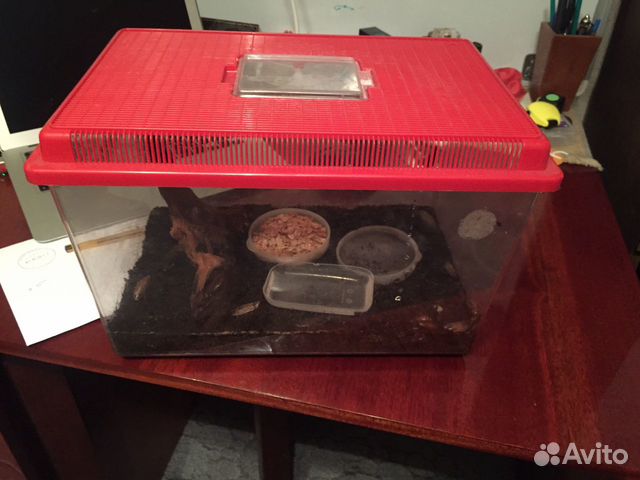 Террариум с мраморными тараканами