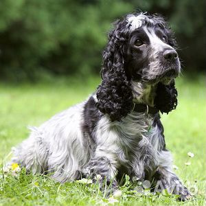 Отдам в хорошие руки