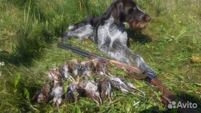 Дратхаар щенки