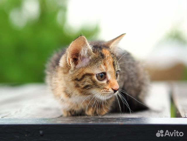 Котята ищут дом