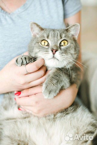 Котик Валерьян в добрые ручки