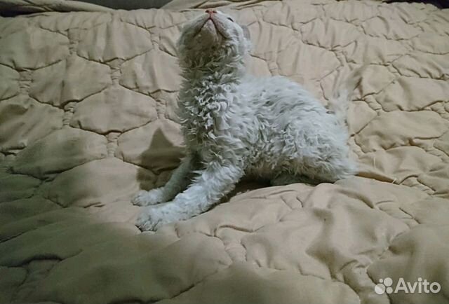 Котёнок селкирк-рекс оригинал