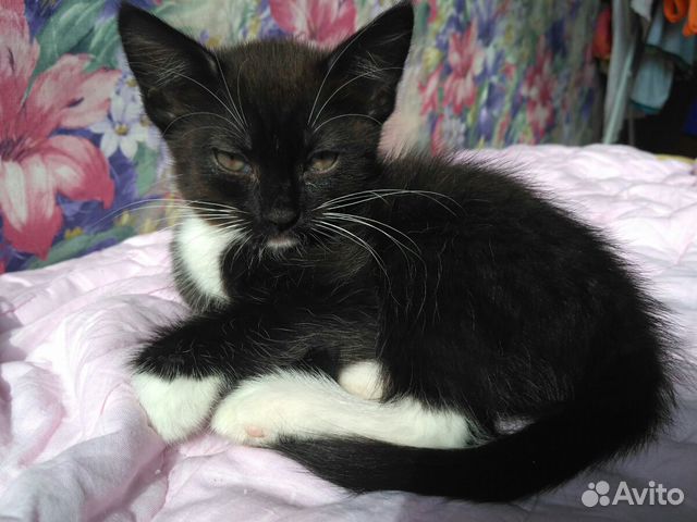 Котята в хорошие руки