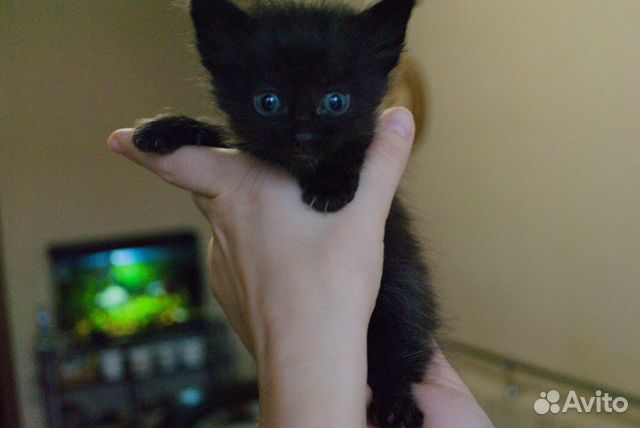 Кошечка