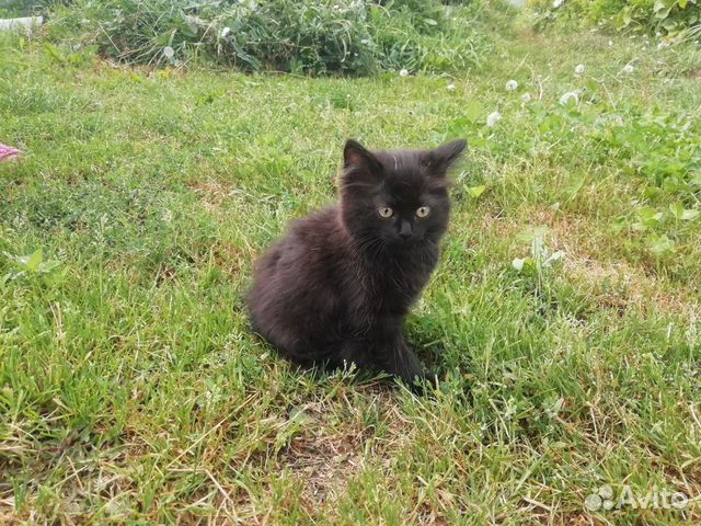 Ваш котенок ждёт вас. Отдадим в хорошие руки
