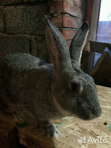 Крол серый великан