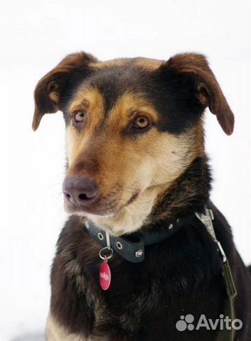 Отдам в дар собаку, молодая Кора в добрые руки