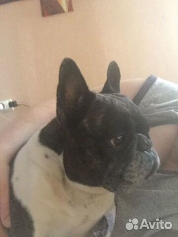 Щенки вязка Французкая булочка