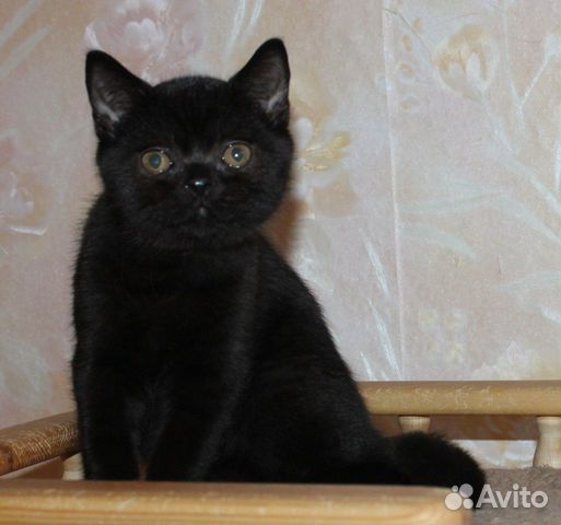 Совершенно черный котик