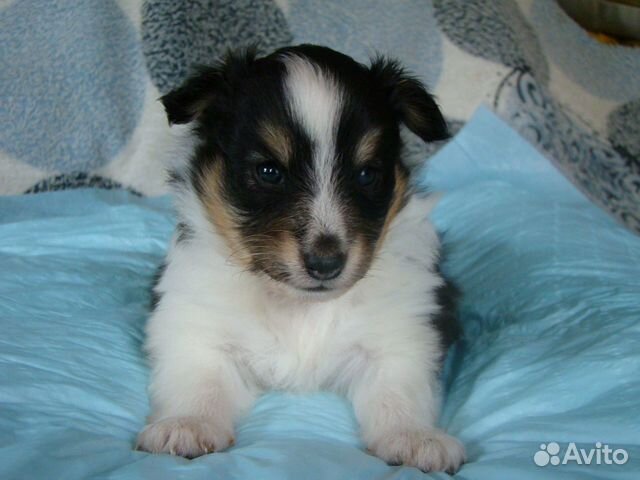 Шелти-детки