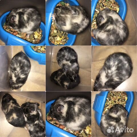 Сирийские хомяки Черепахового окраса