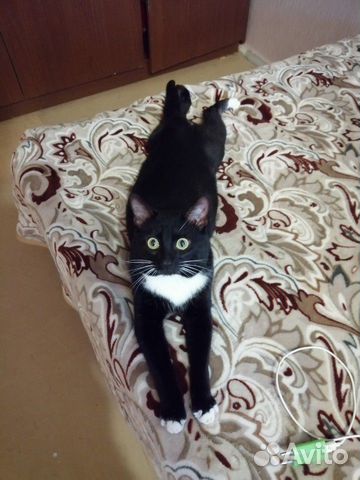 Ищем подружку для Чубаки