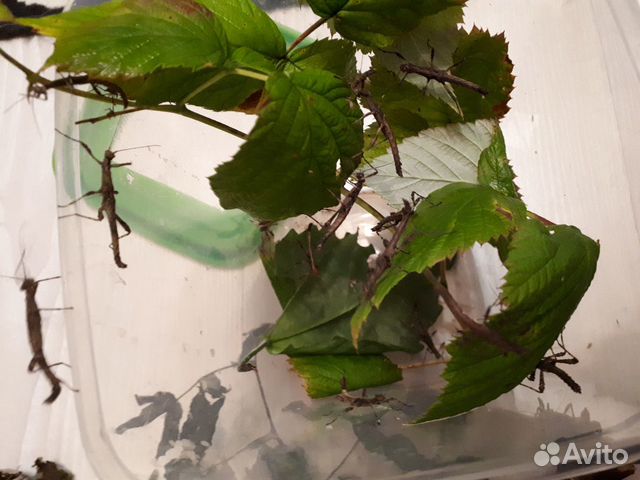 Филиппинский палочник