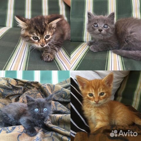 Котята в добрые руки