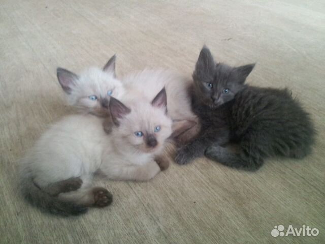 Котята малыши
