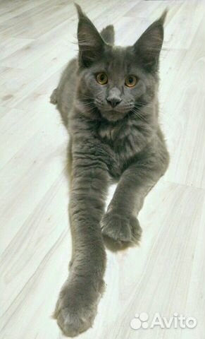 Котенок Мейн Кун